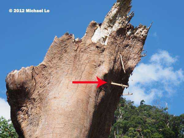 The rainforests of Borneo & Southeast Asia: Tapang tree (koompassia ...