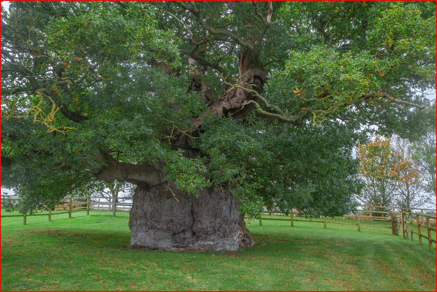 Alberi e dintorni: The Bowthorpe Oak, la Quercia più grande d'Europa