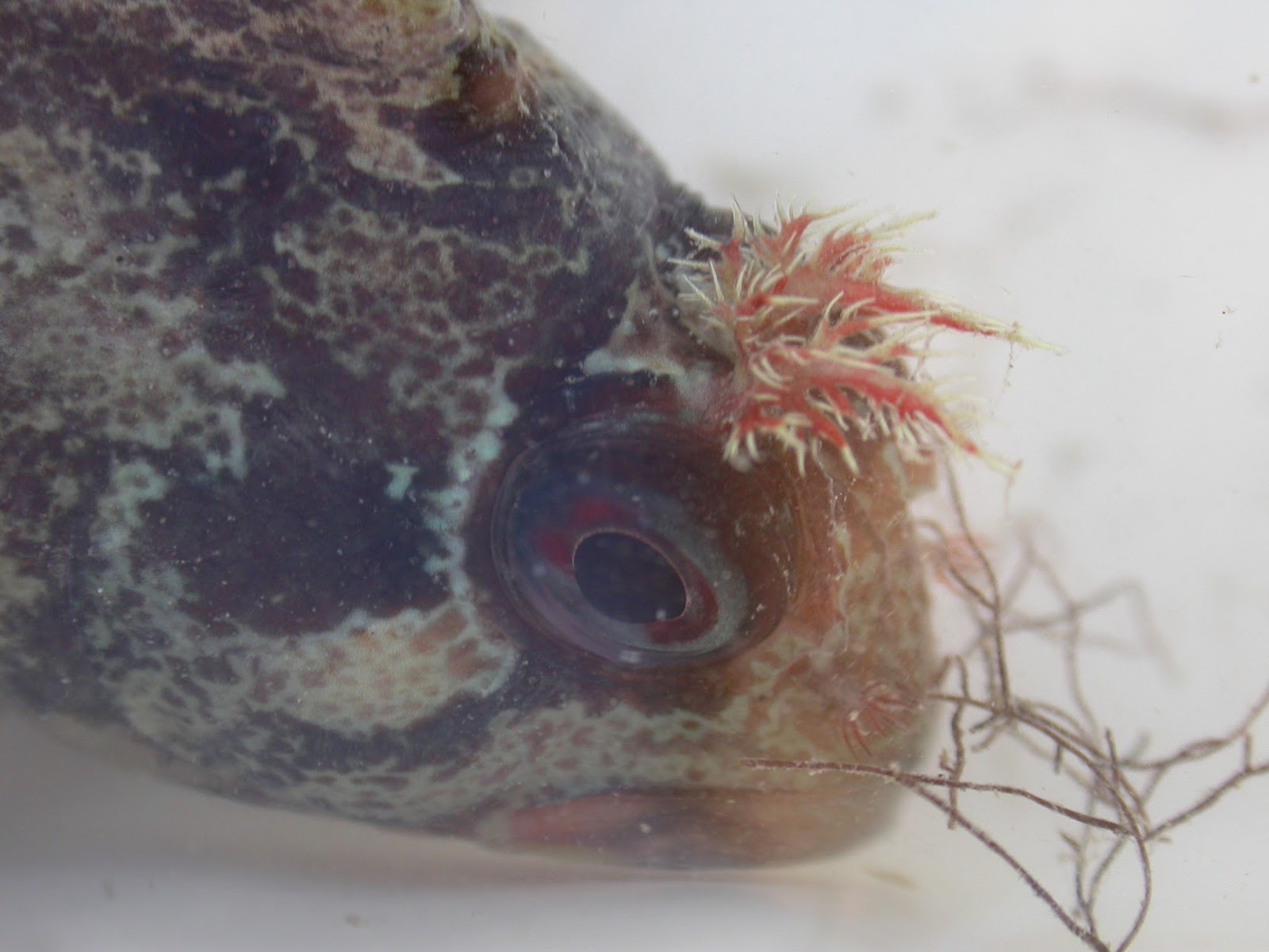 The Lyons Share: When fish have antlers