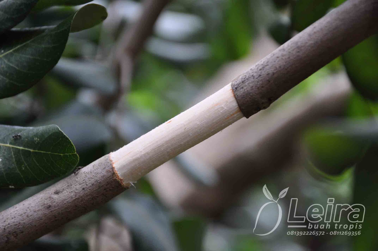 Tips Mencangkok Tanaman Buah ~ Leira Buah Tropis