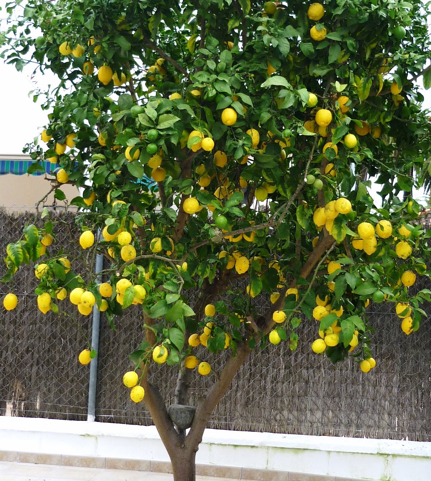Desde la óptica del Che Velasco: EL PLACER DE SEMBRAR UN ARBOLITO Y ...