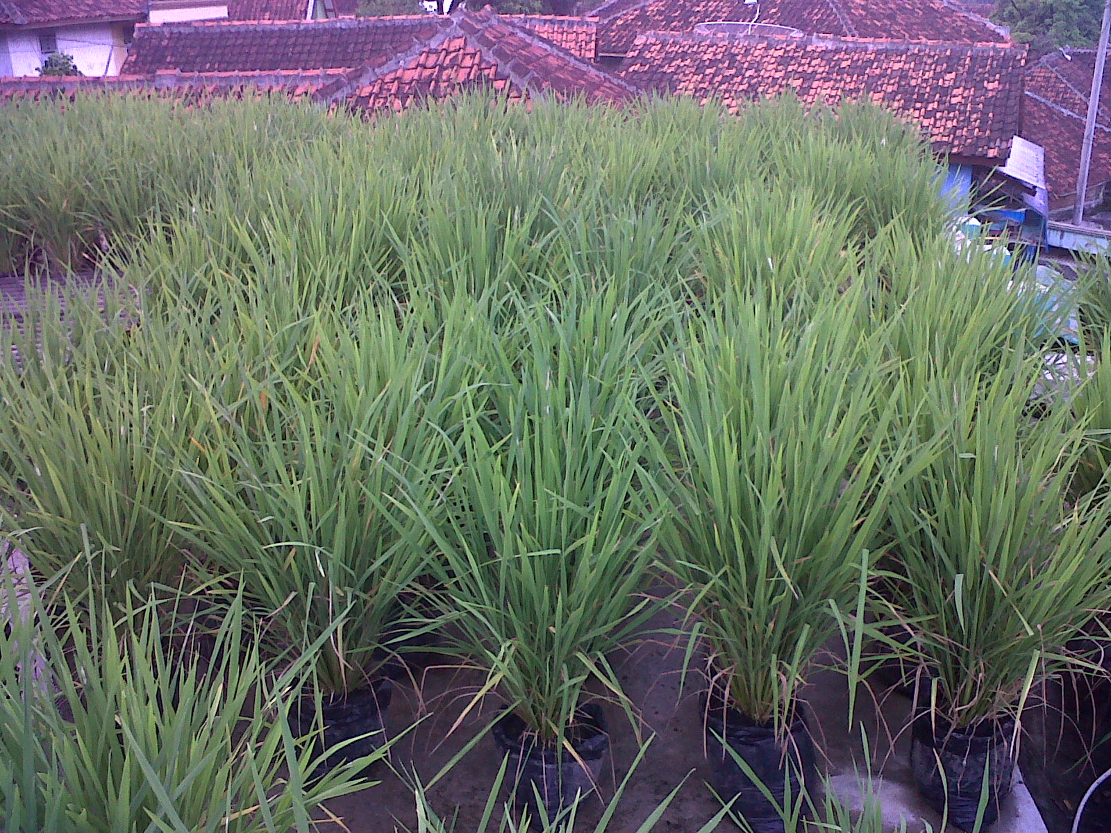 BERTANAM PADI DI DALAM POLYBAG