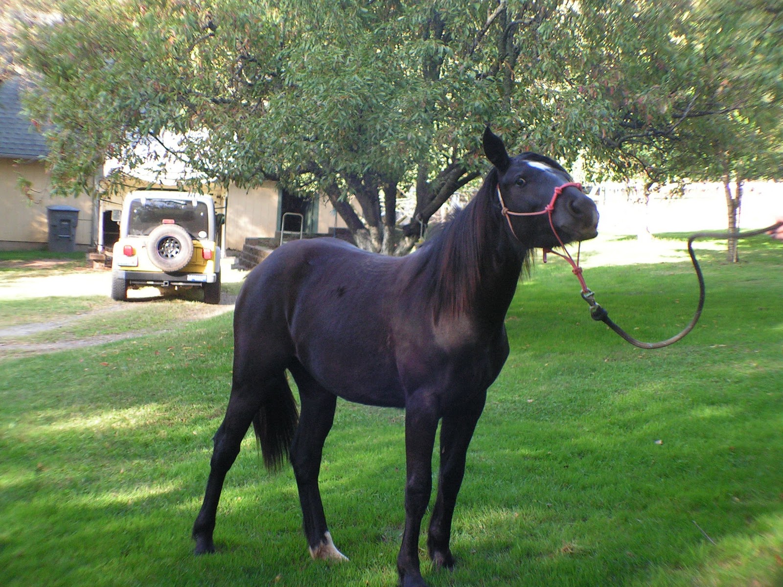 The Good Horse Keeper | How to take care of horses | Horse Health ...