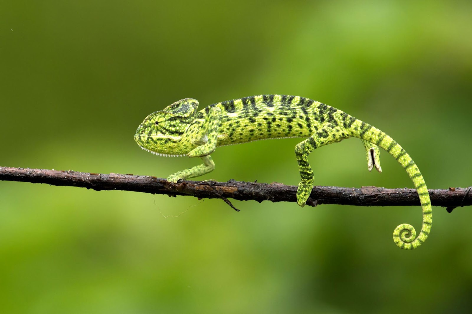 Alguns dos Animais Mais Coloridos do Planeta - Mundo em Fotos