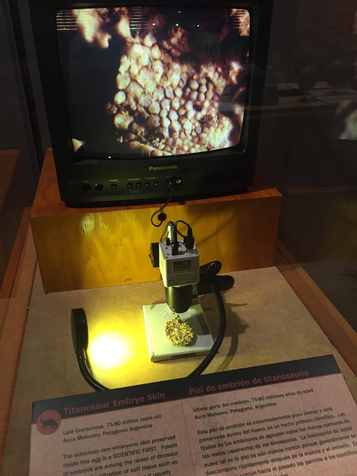 Prehistoric Beast of the Week: February 2019