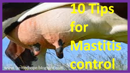 Farmer hope: Farmer Hope: Ten Tips to control Mastitis in Dairy Farm
