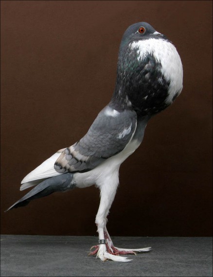 Interesting Stuff from All Over The World: Species of Pigeons