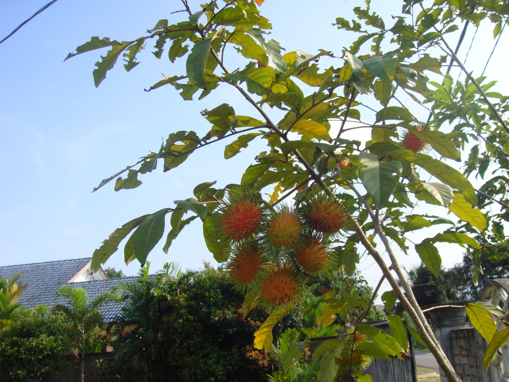 Pokok Rambutan