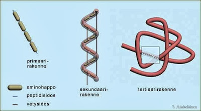 Solu ja perinnöllisyys: 4. Geenit ohjaavat proteiinien rakentumista
