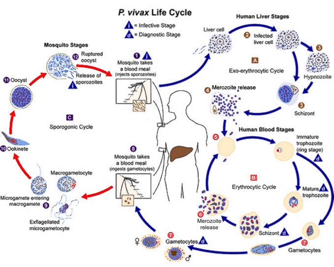 Ciri Ciri Flagellata dan Sporozoa Beserta Contoh-Contohnya - Biologi ...