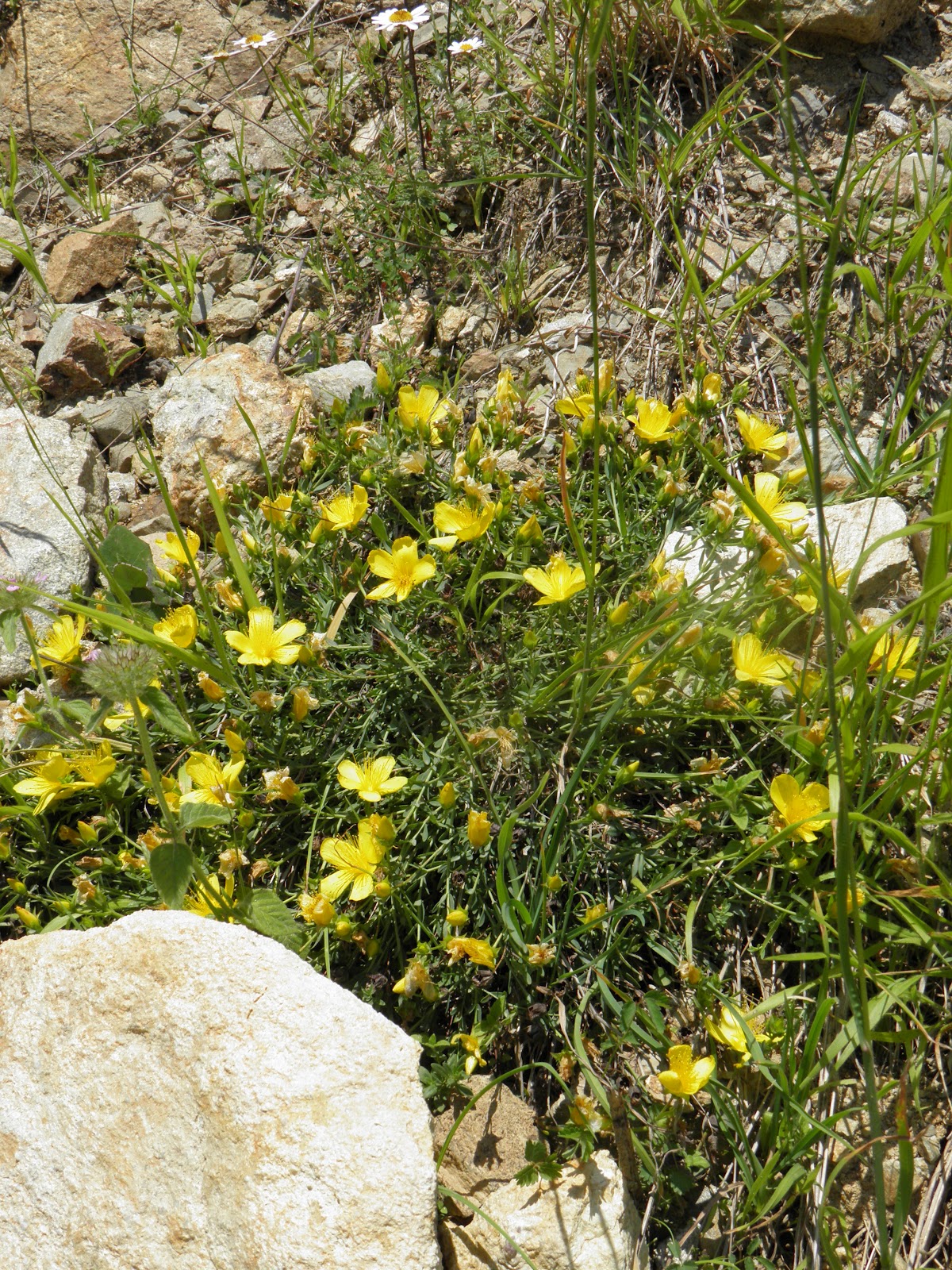 ΣΚΟΥΝΤΕΡΙ: Σύντομη βόλτα στη Δίρφη 04/06/2012