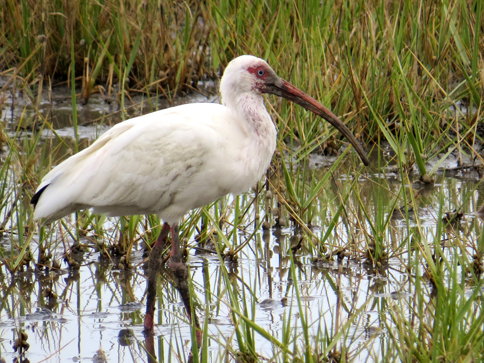 BirdsEyeViews: Bevy of Backyard Birds and Other Recent Captures