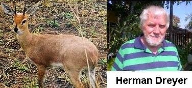 Bloukop Koggelmander - Bloukop Koggelmander: 2014