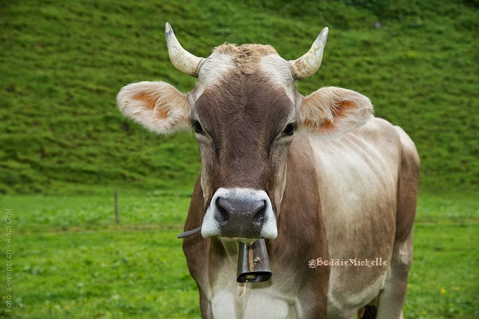 Michelle Boddie: Beauties of the Bovine Kind