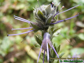 Medicinal Plants: Picrorhiza kurroa, katuka rohini, kutki, โกฐก้านพร้าว ...