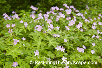 Restoring The Landscape With Native Plants: Native Plant of the Week ...