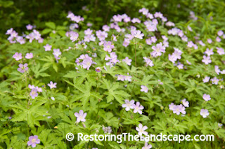 Restoring The Landscape With Native Plants: Native Plant of the Week ...