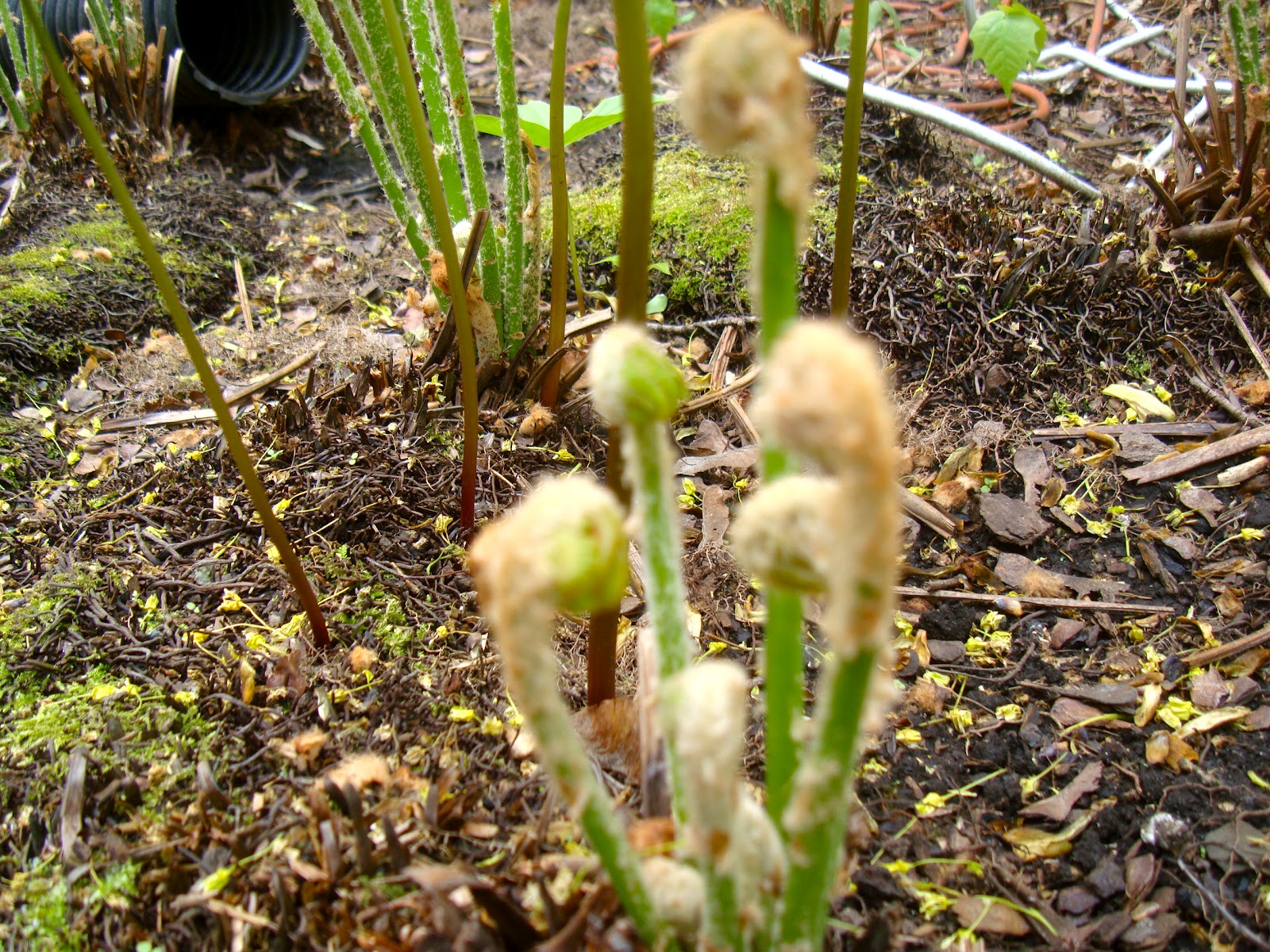 Taste of Nepal: Fiddlehead Fern - Neuro, Niuro (नीयूरो)