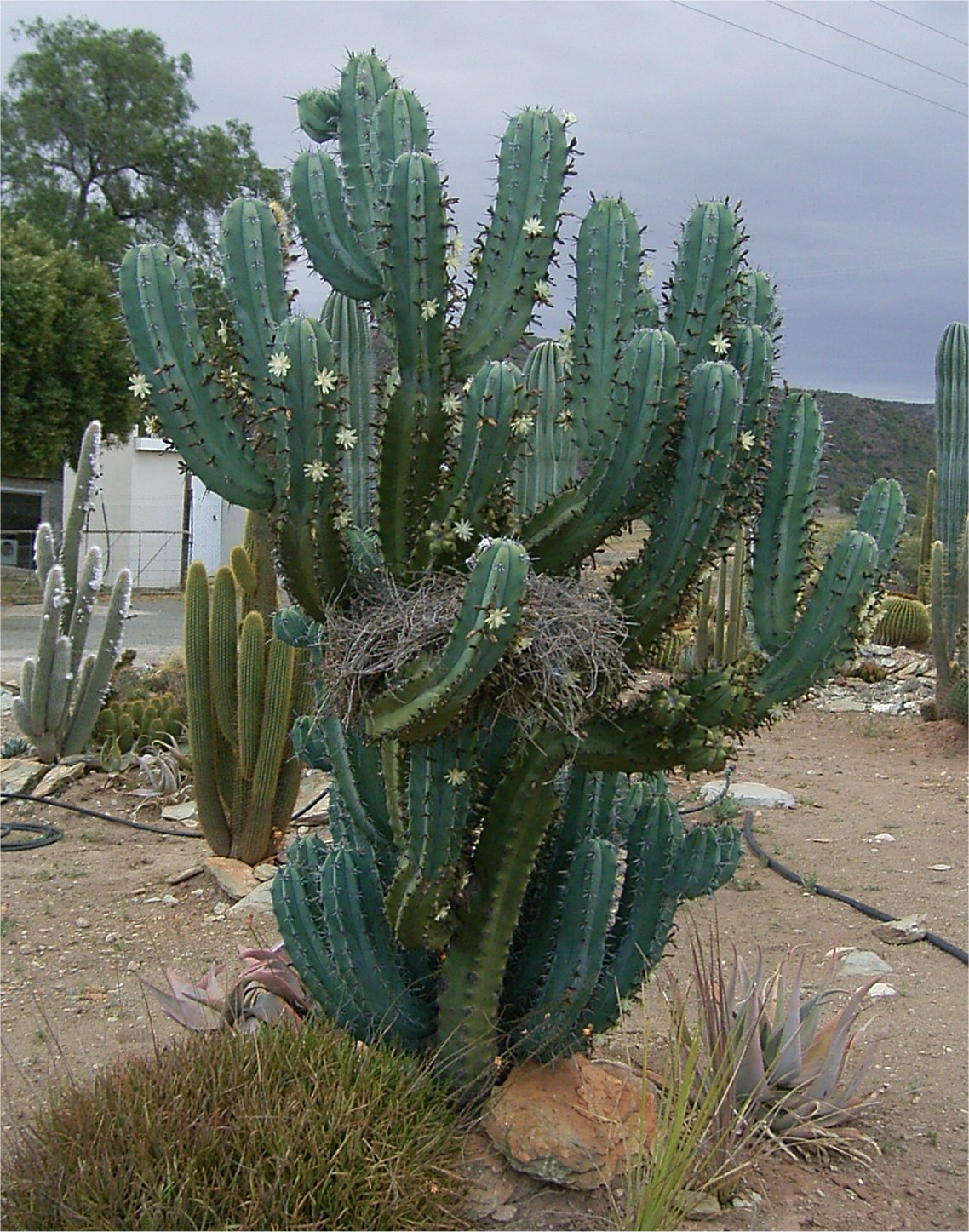 Desert Plants and Wild Flowers Images: Myrtillocactus geometrizans