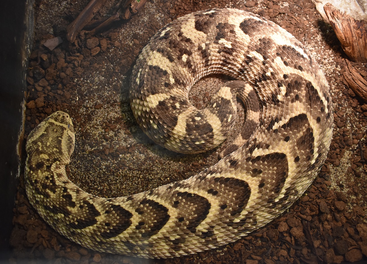 ZOOTOGRAFIANDO (MI COLECCIÓN DE FOTOS DE ANIMALES): VÍBORA BUFADORA ...