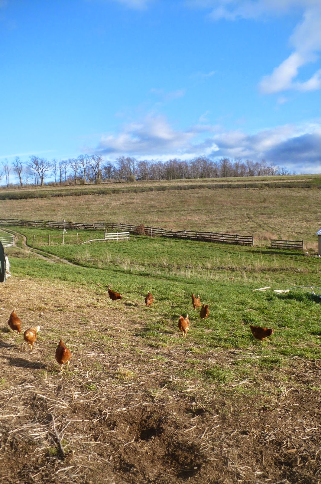 Dancing Hen Farm CSA: April 2015