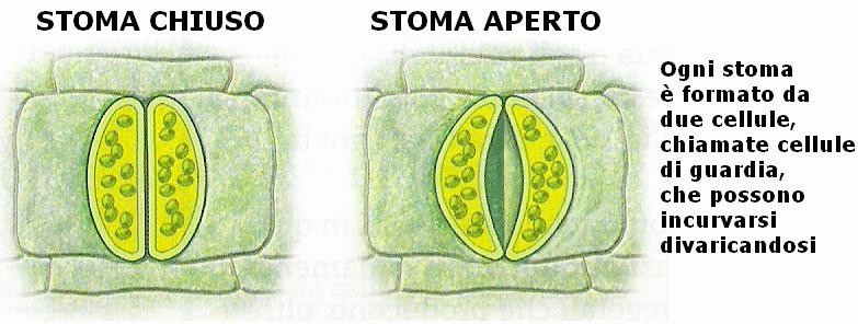 Stecca impara l'arte - ITALIANO PER STRANIERI: 181 - Le parole delle ...