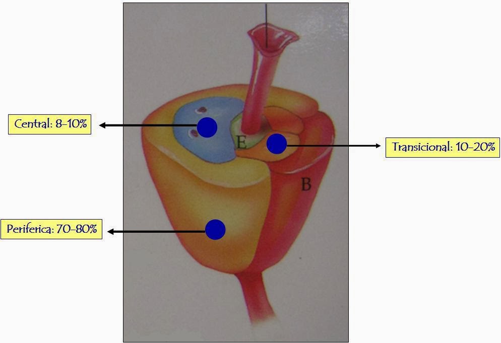 anatomia urologica : ANATOMIA