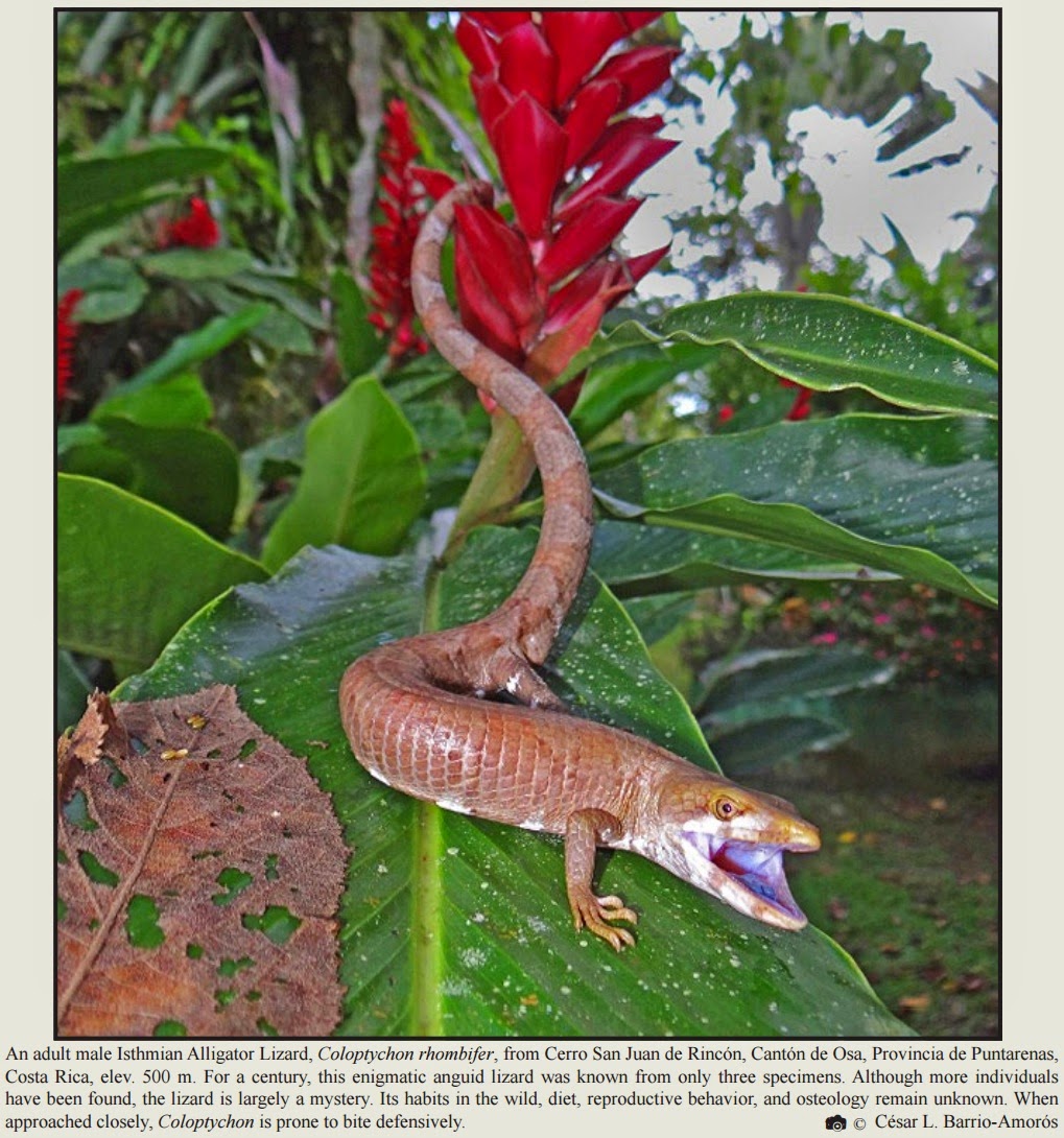 Species New to Science: [Herpetology • 2015] The Gerrhonotine Genus ...