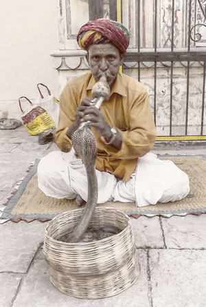 Kepoh Blog: Pemain ular tedung