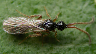 ムシをデザインしたのはダレ？: ハエヤドリクロバチ科 ( Diapriidae ）の2種( Belytinae sp. )♀
