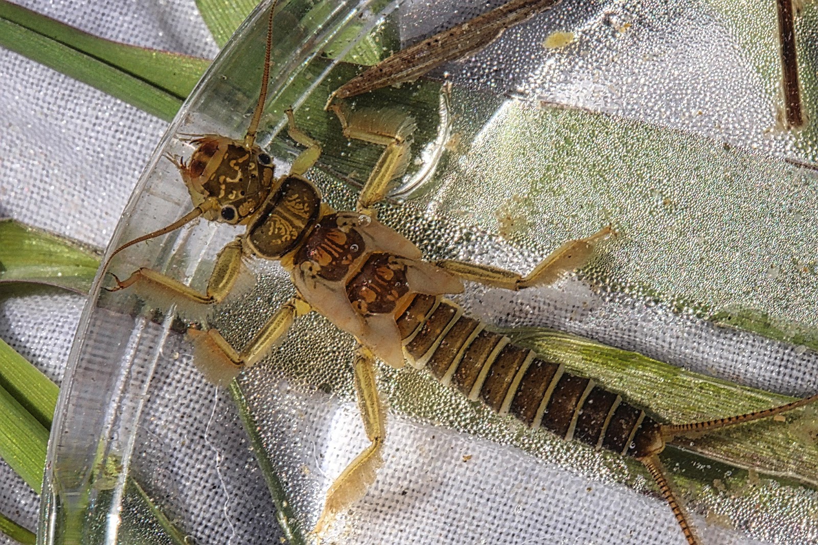 Aquatic Insects of Central Virginia: An Isogenoides Perlodid: but is it ...