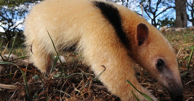 O GRITO DO BICHO: Zoológico de Brasília investe na readaptação de ...