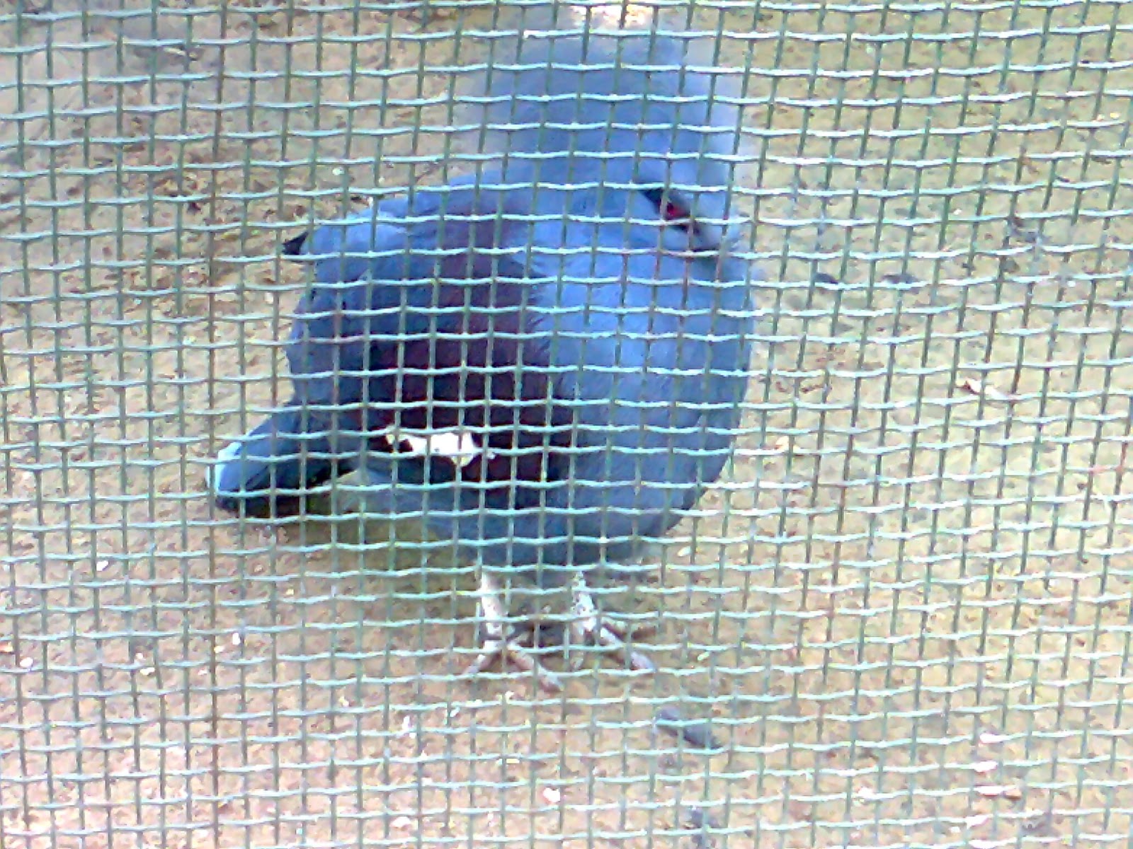 Kamla nehru zoo kankaria zoo ahmedabad - Green Ahmedabad: