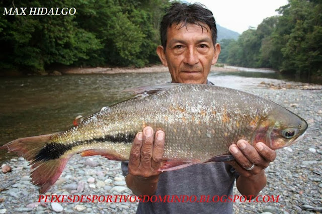 PEIXES DESPORTIVOS DO MUNDO: A TABARANA - Salminus hilarii ...