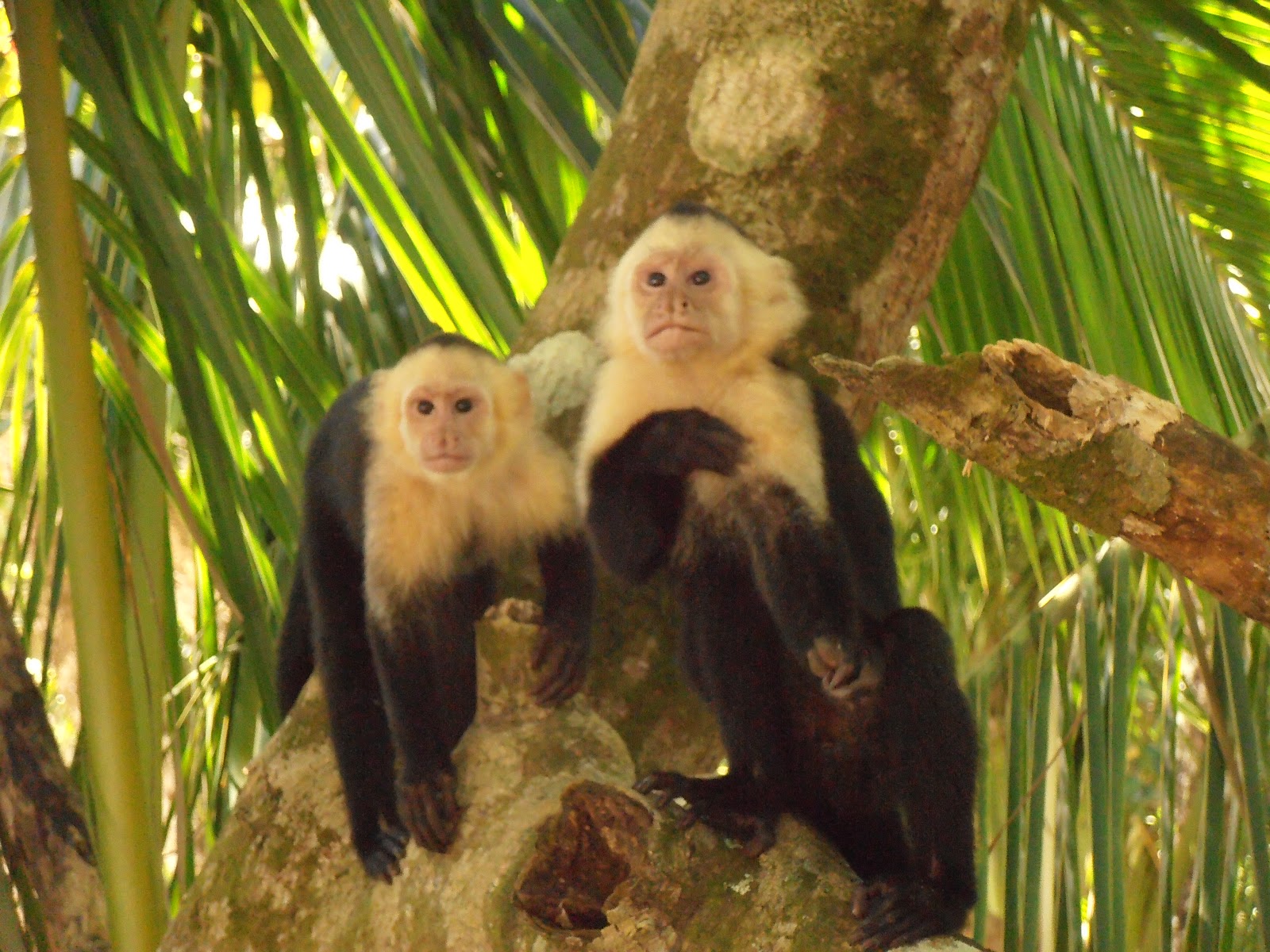 La Bitácora de Cora: Manuel Antonio