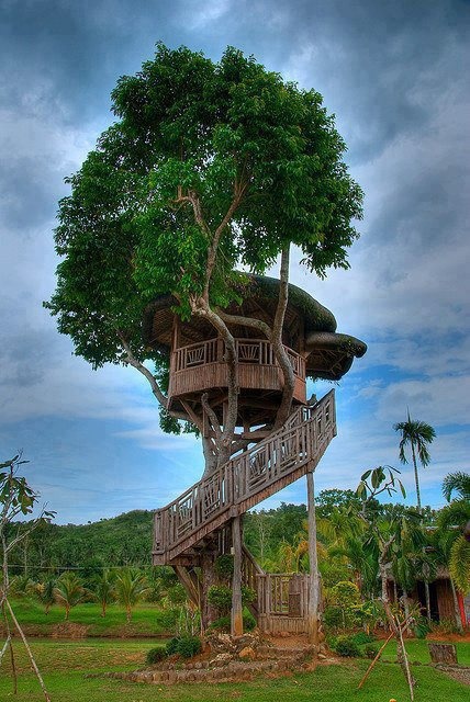 Awesome Photography: Tree House