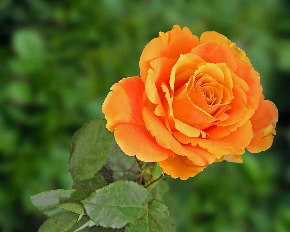 Amazing Rose Collection..Best Roses From around the World ! ♥ ...