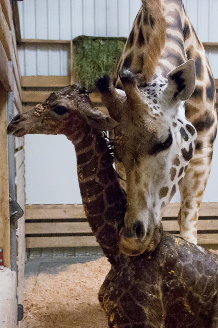 What to Expect When You’re Expecting a Baby Giraffe