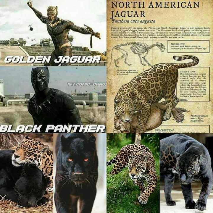Moors In America | Moorish Americans: Order of the Black Panther in ...