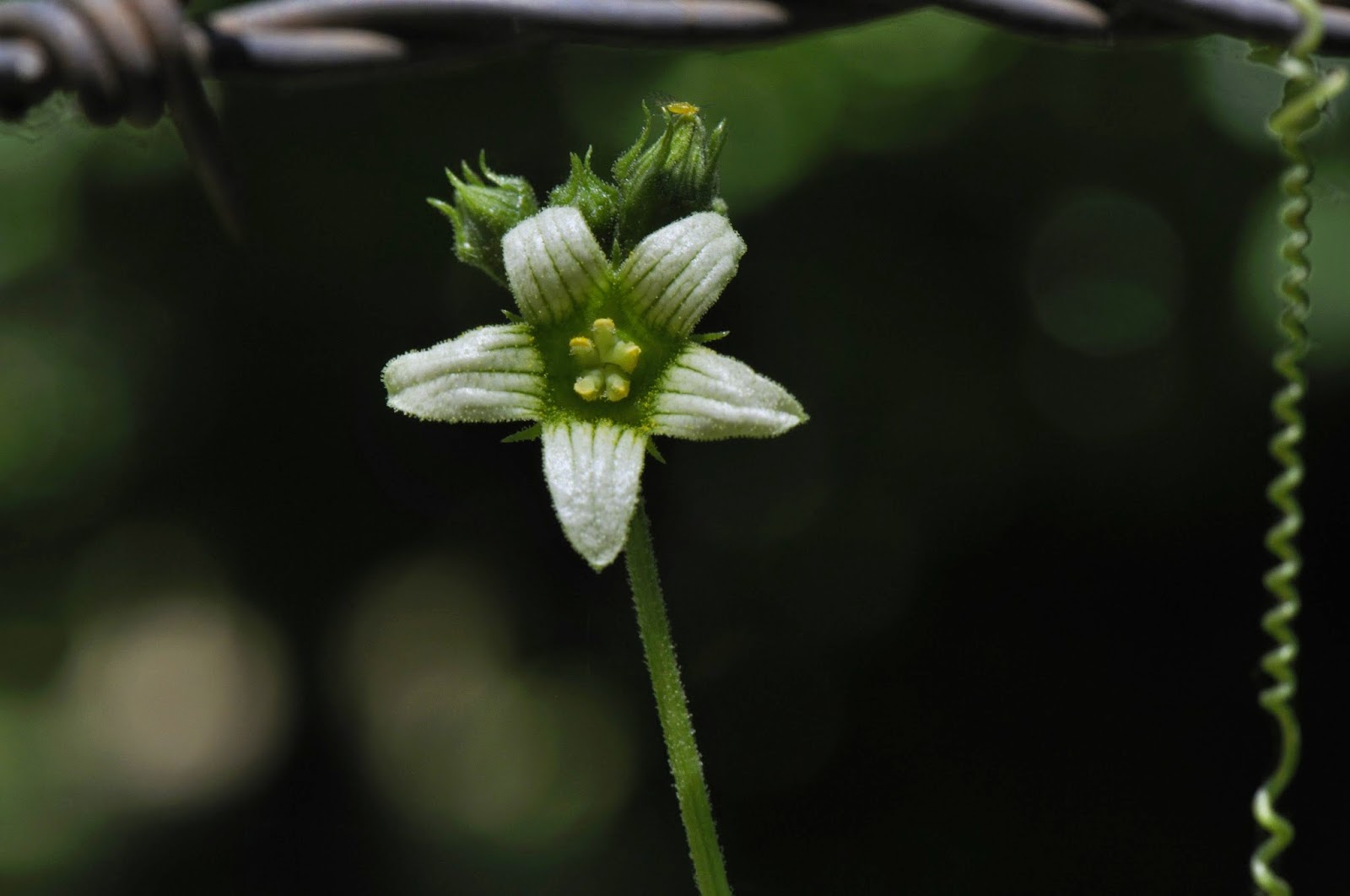 Desde Alájar: Nueza blanca. Brionia