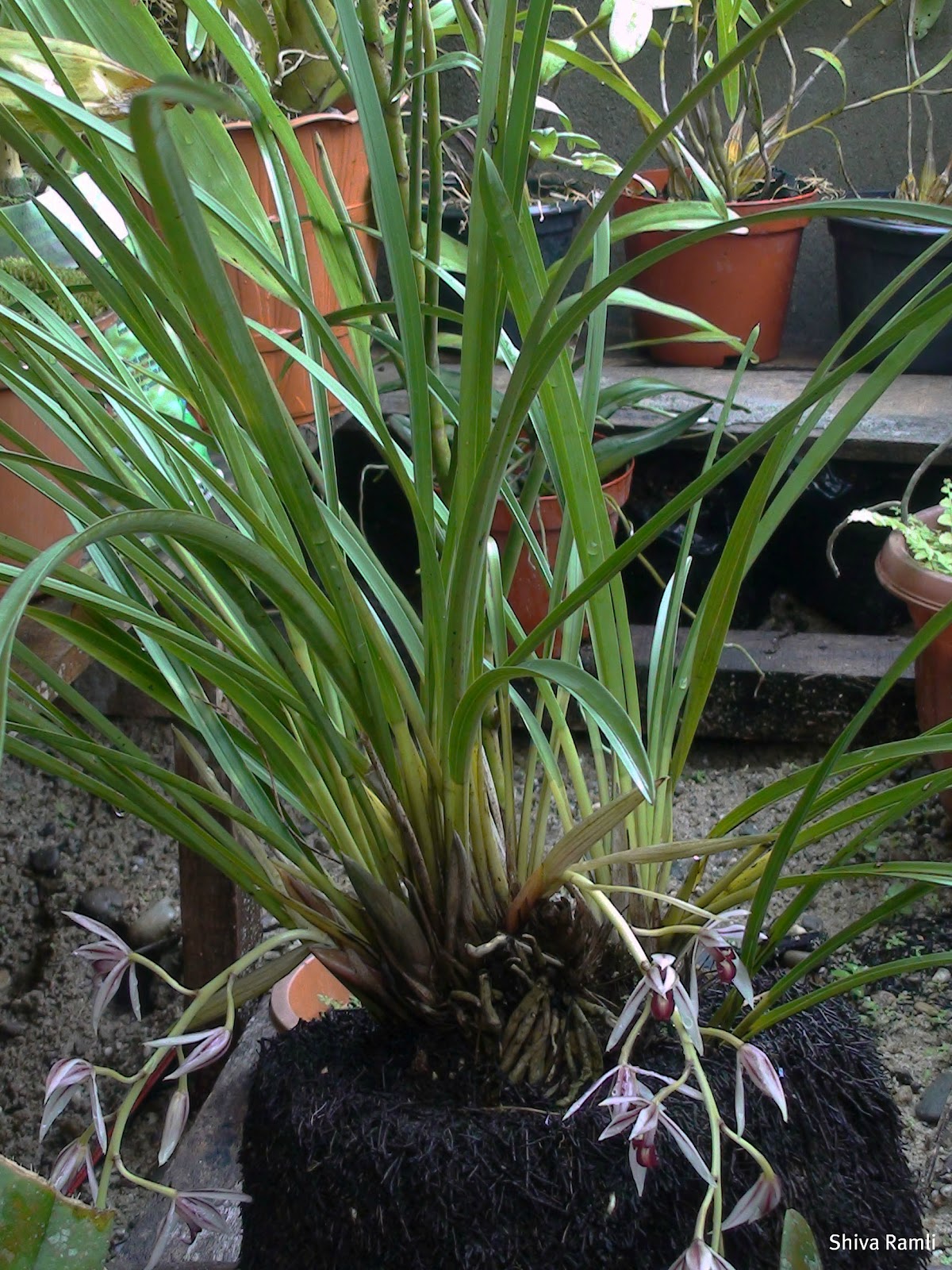 Wild orchids in sumatra: Cymbidium acutum Ridl., 1896