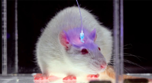 Fernando Jácome: Ratones Transgénicos