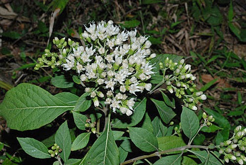 HEALTH BENEFITS OF BITTER LEAF