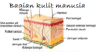 Sistem Indra Pada Manusia : Mata, Telinga, Lidah, Hidung dan Kulit ...