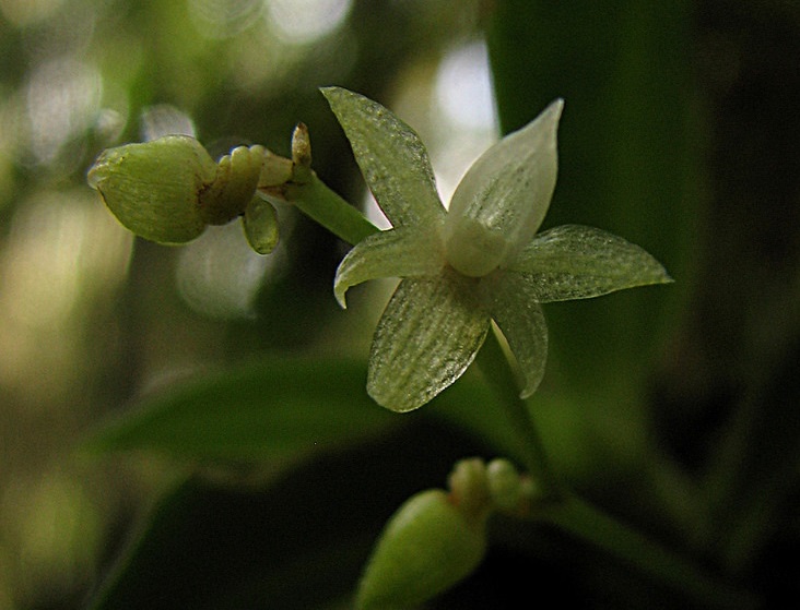 Angraecum acutipetalum orchid plant care and culture | Travaldo's blog