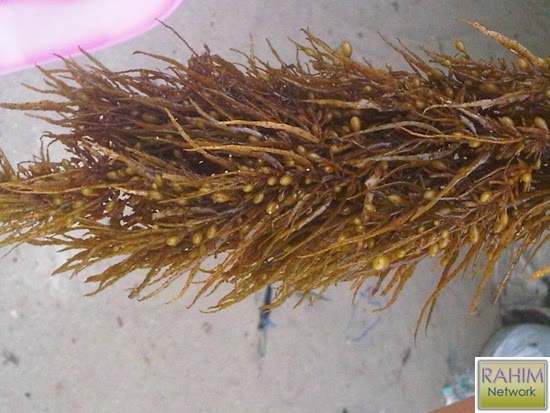 GadgetYuk: Jenis-Jenis Rumput Laut Asal Indonesia Yang Dieksport Ke ...
