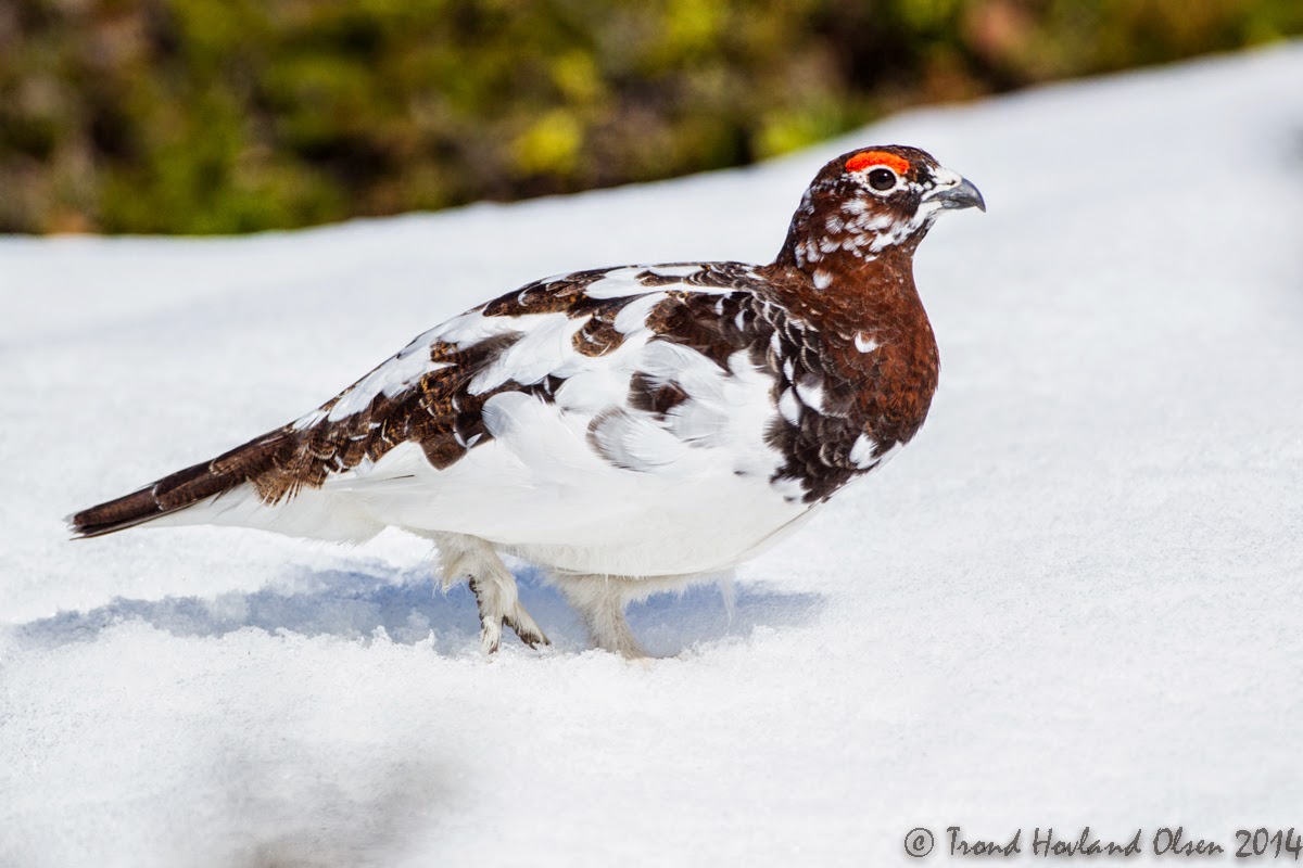 Naturbilder : Rype jakt i fjellet