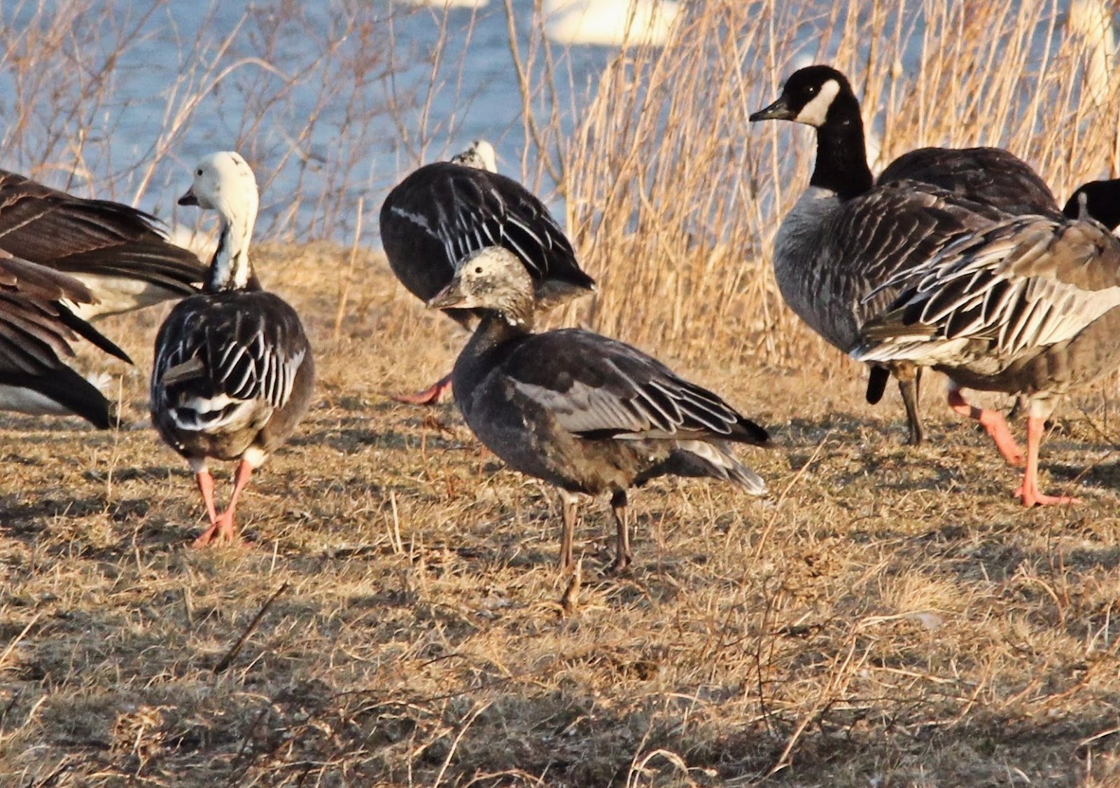 'Burg Birder: Gander at Some Geese