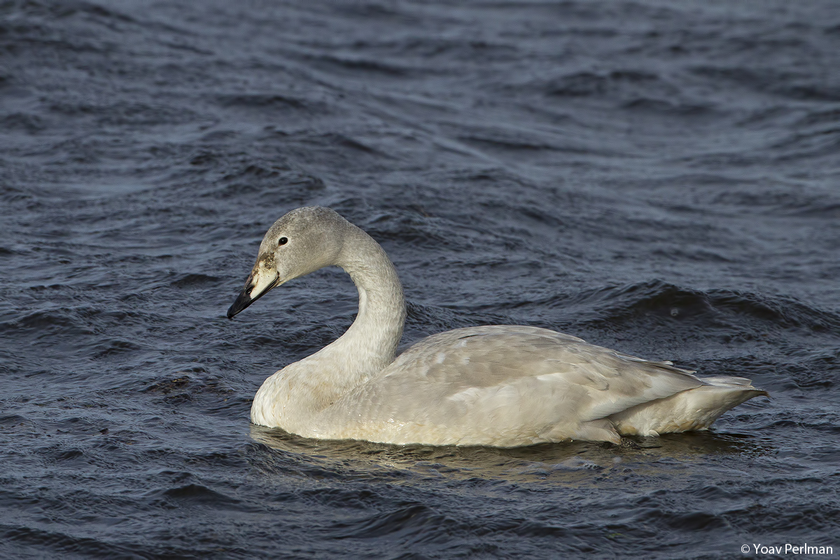 Welney Whoopers | Focusing on Wildlife