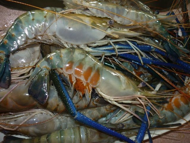 Jenis-Jenis Udang Potensial Dibudidayakan